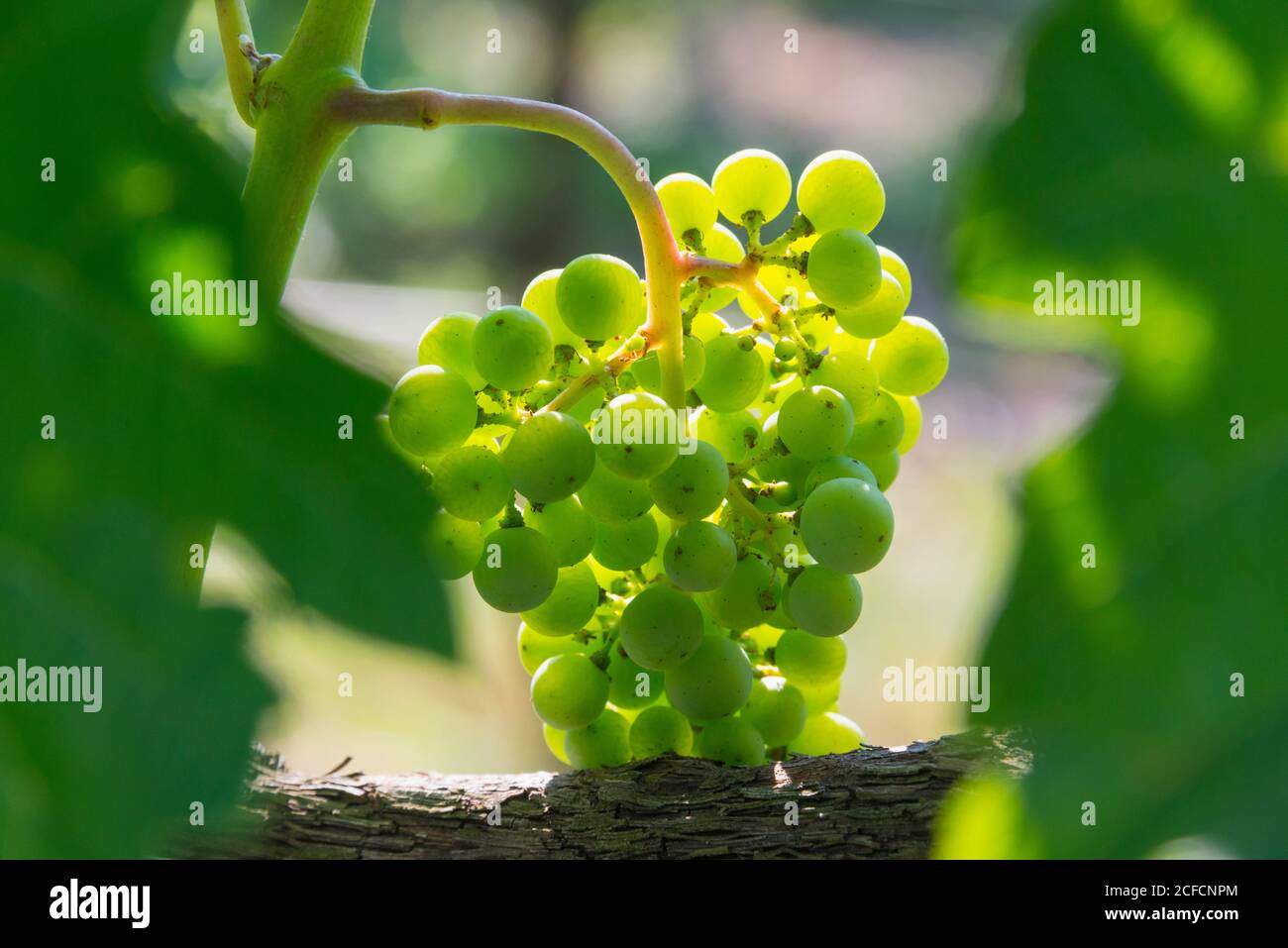 Andrian wine hi-res stock photography and images - Alamy