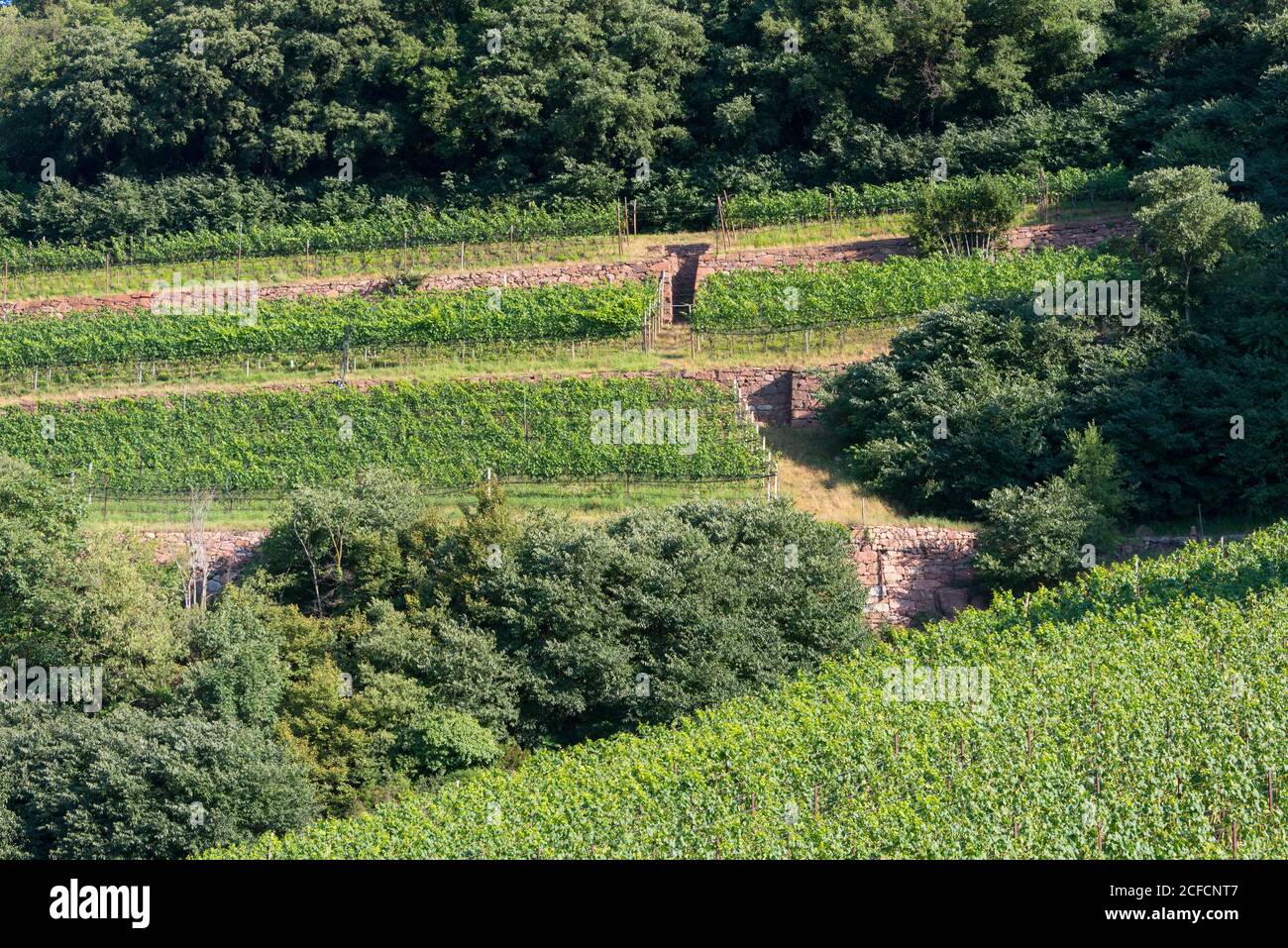 Italy, Trentino-South Tyrol, Alto Adige, Alto Adige, Etschtal, Terlan ...