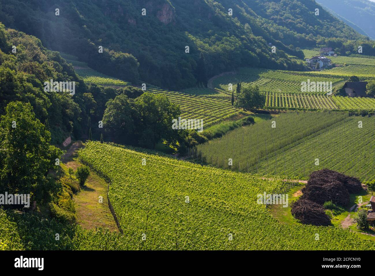 Italy, Trentino-South Tyrol, Alto Adige, Alto Adige, Etschtal, Terlan ...