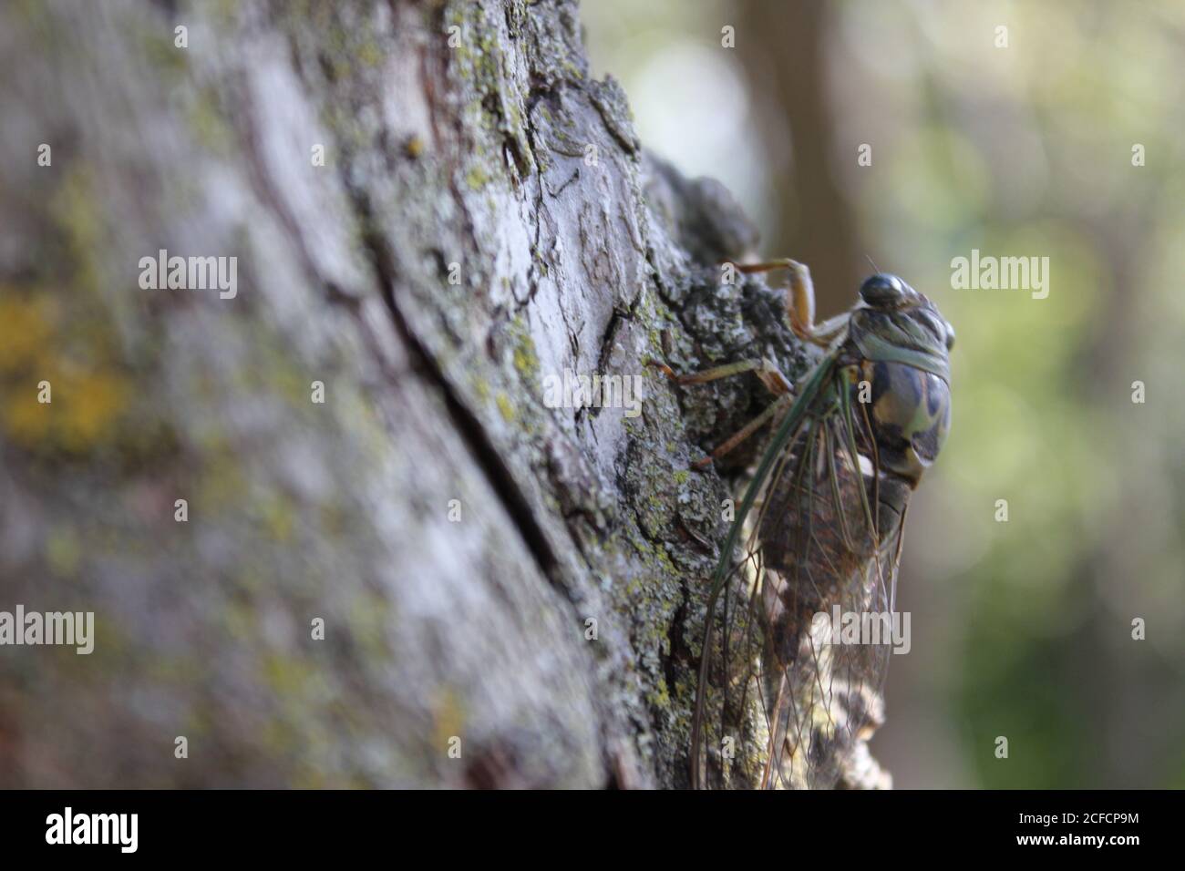 A mature cicada bug, Cicadoidea, Neotibicen linnei, climbing a tree in ...