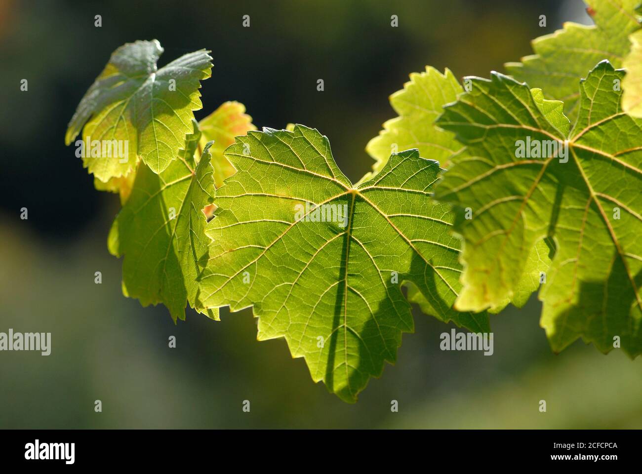 Italy, Trentino-South Tyrol, Alto Adige, Alto Adige, Terlan / Terlano ...