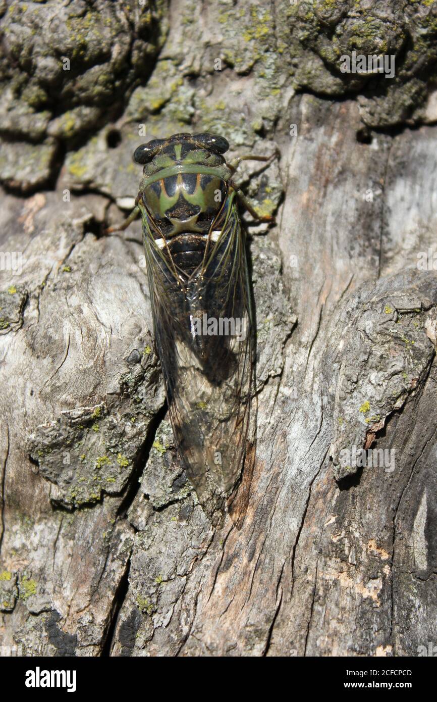 A mature cicada bug, Cicadoidea, Neotibicen linnei, climbing a tree in ...