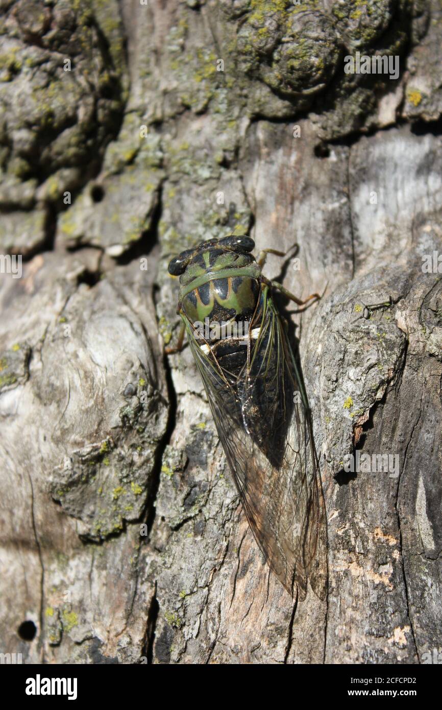A mature cicada bug, Cicadoidea, Neotibicen linnei, climbing a tree in ...