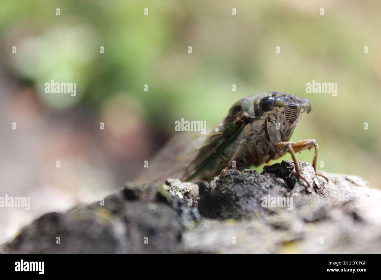 A mature cicada bug, Cicadoidea, Neotibicen linnei, climbing a tree in ...