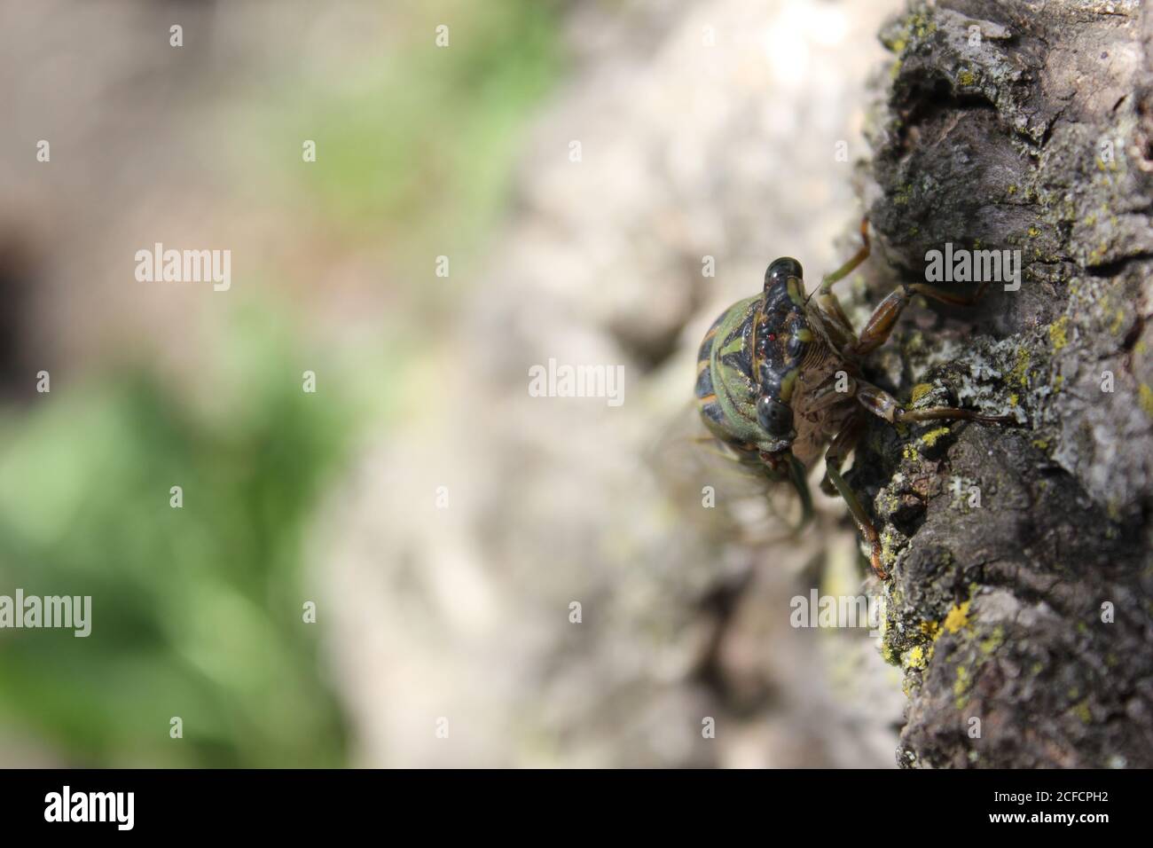 A mature cicada bug, Cicadoidea, Neotibicen linnei, climbing a tree in ...