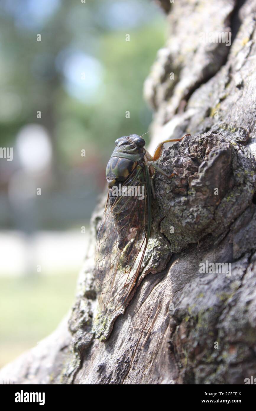 A mature cicada bug, Cicadoidea, Neotibicen linnei, climbing a tree in ...