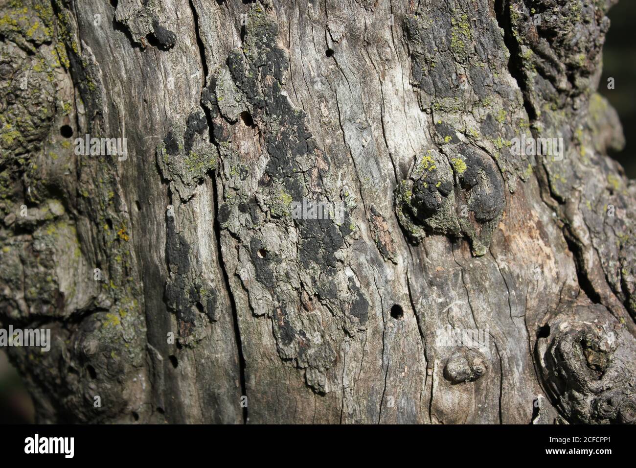 An old gnarly tree in the bright sunshine Stock Photo - Alamy