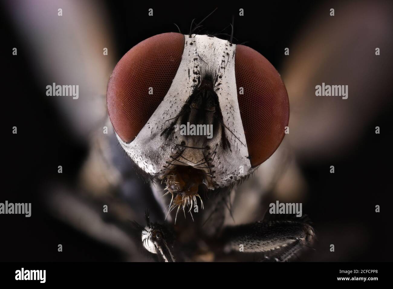 Closeup of magnified grey head of flying insect with round convex brown ...