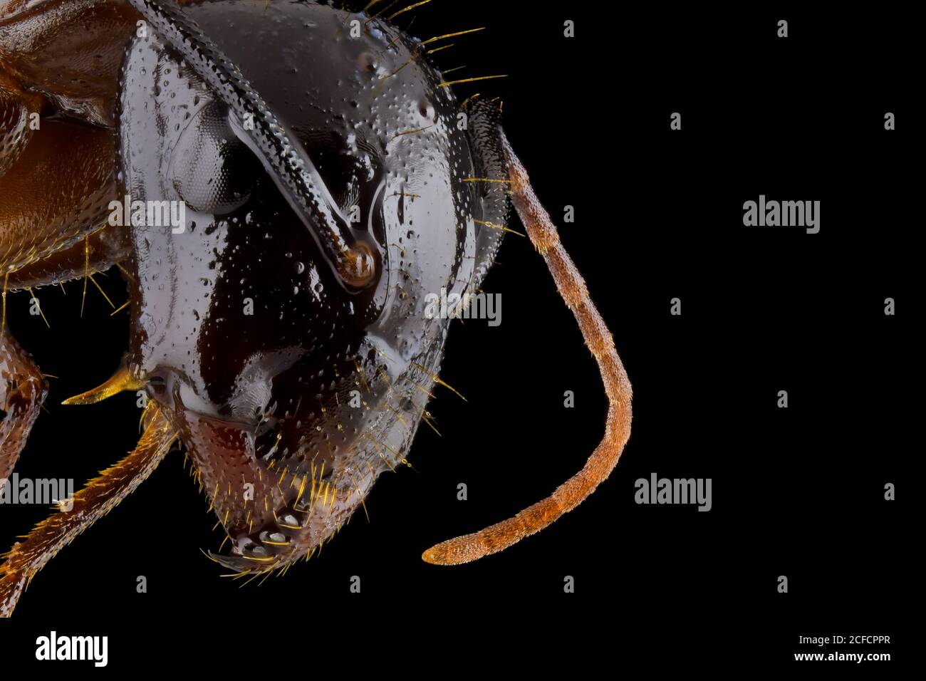 Flying ant head anatomy hi-res stock photography and images - Alamy