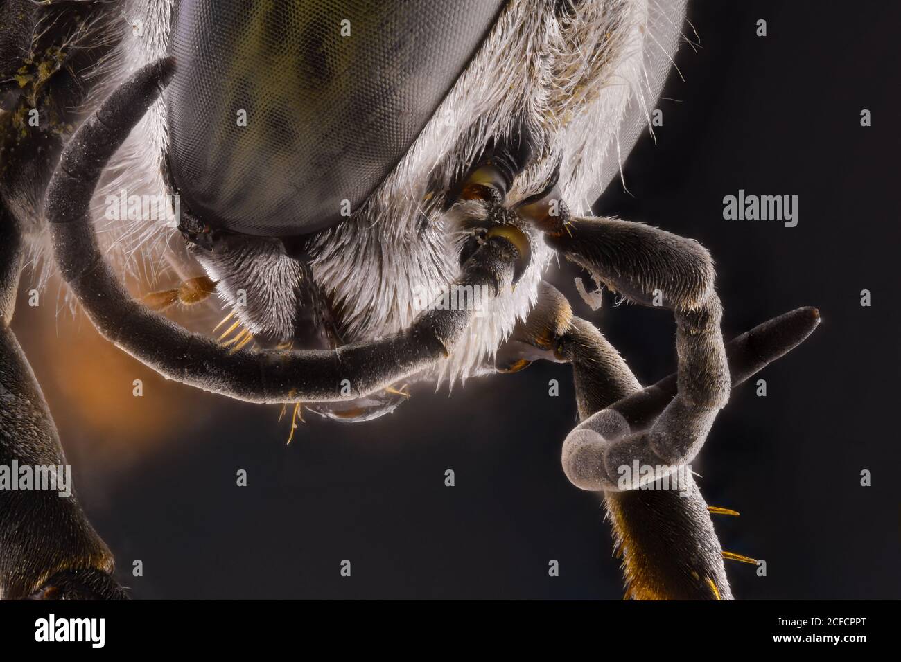 Flying ant anatomy hi-res stock photography and images - Alamy