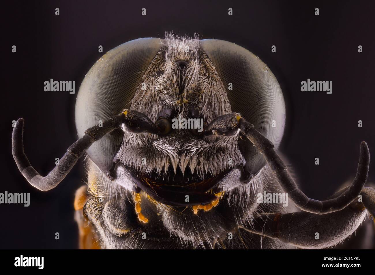 Closeup of magnified grey head of flying insect with round convex brown ...