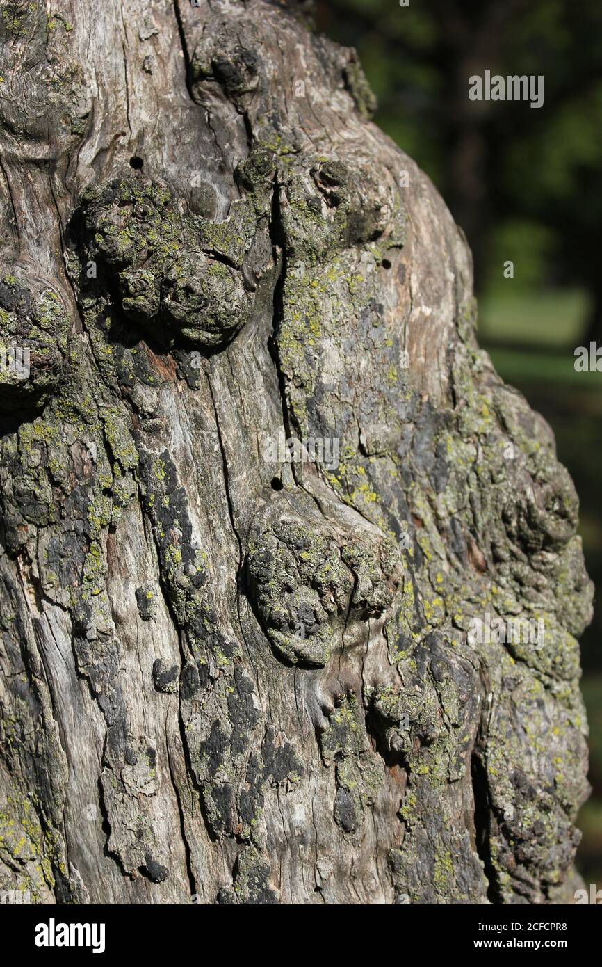 An old gnarly tree in the bright sunshine Stock Photo - Alamy