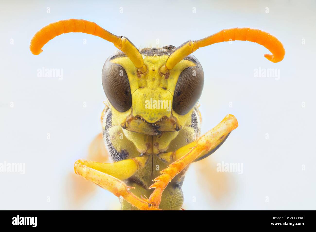 Closeup yellow flying wasp folding legs and looking at camera with big ...