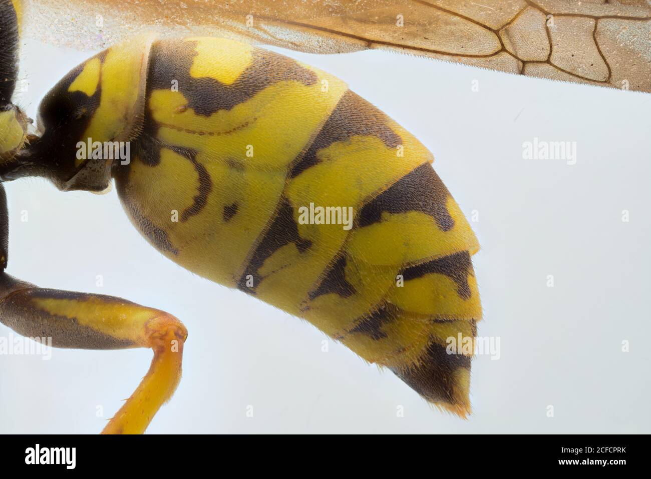 Closeup side view yellow flying wasp folding legs Stock Photo - Alamy
