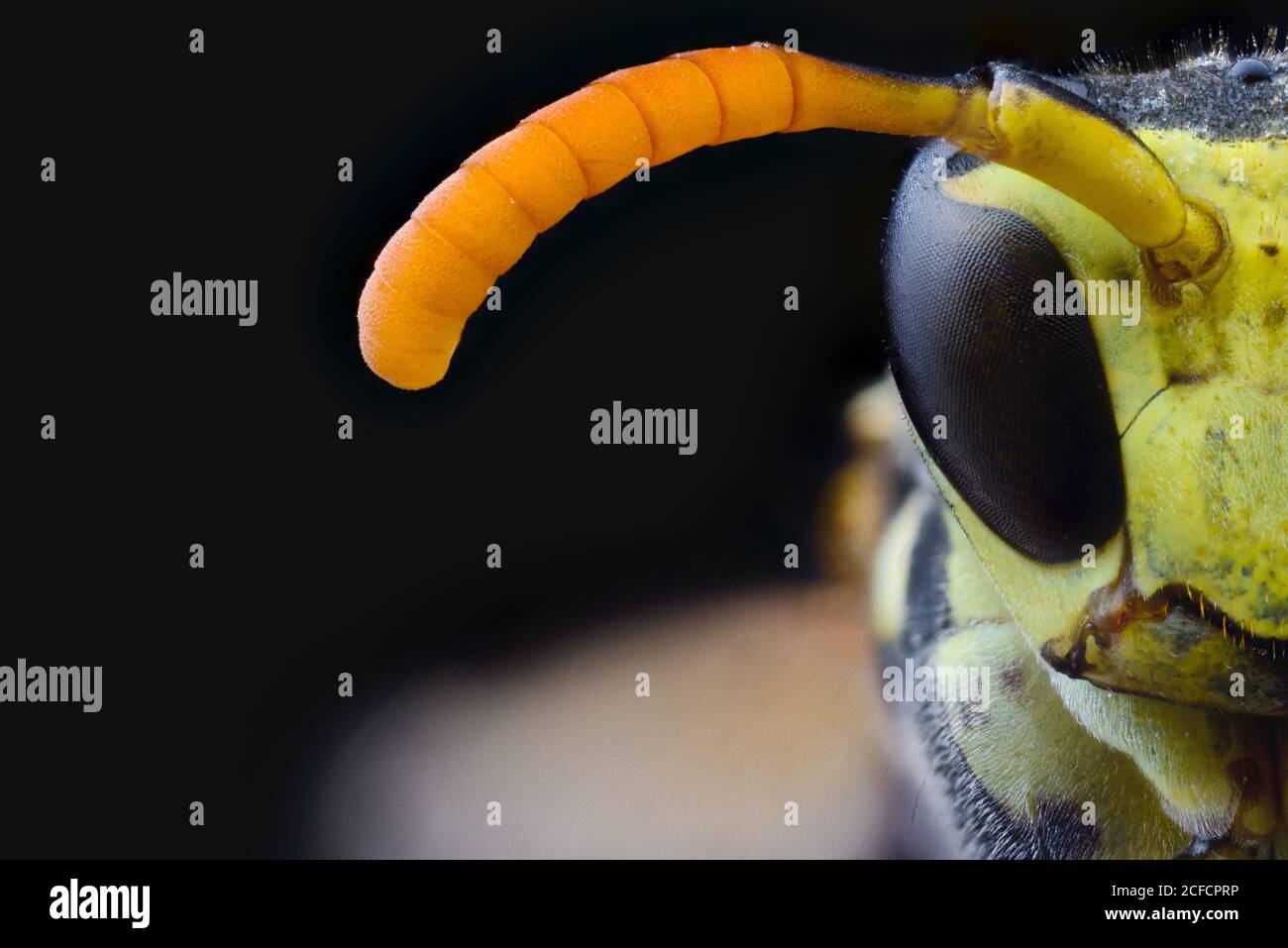 Closeup yellow flying wasp folding legs and looking at camera with big ...