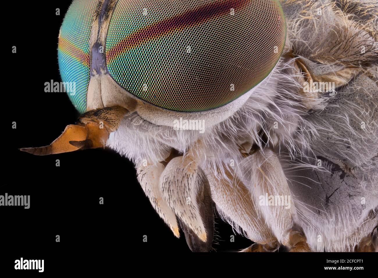 Closeup of magnified grey fluffy head of flying insect with round ...
