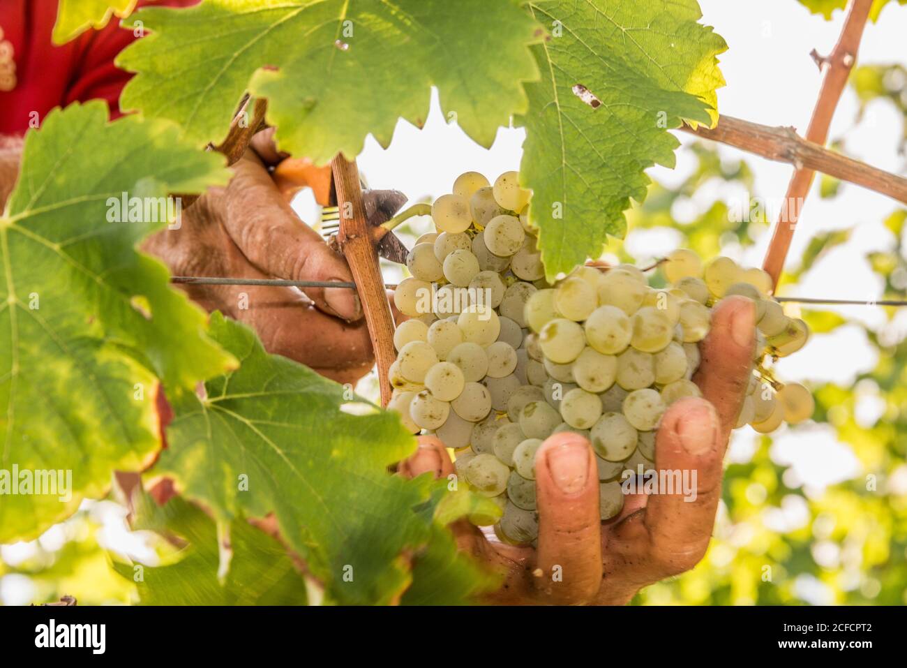 Italy, Trentino-South Tyrol, Alto Adige, Alto Adige, Etschtal, Terlan ...