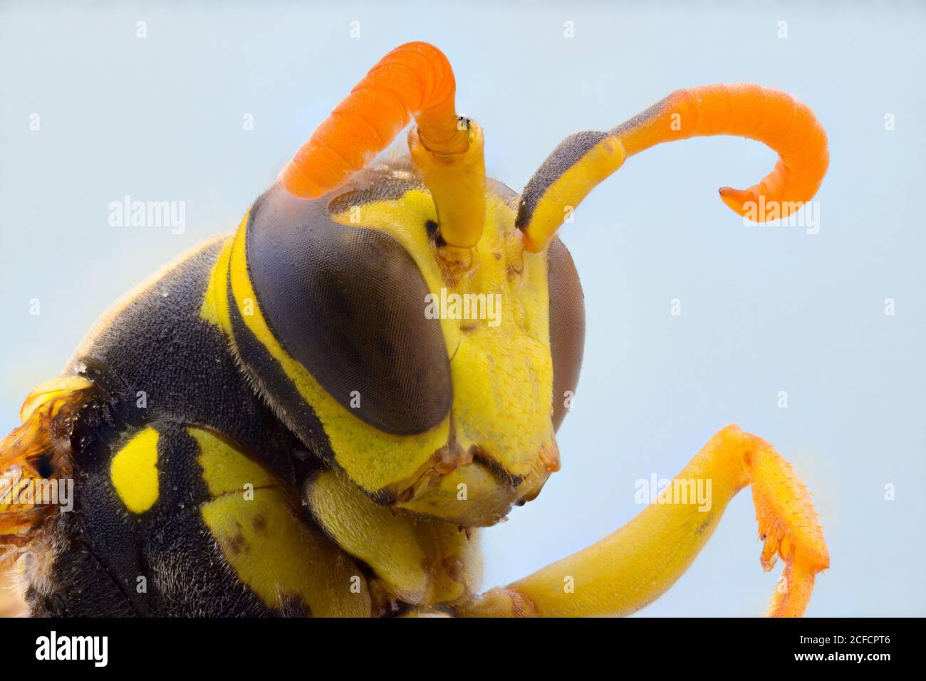 Closeup yellow flying wasp folding legs and with big dark eyes Stock ...