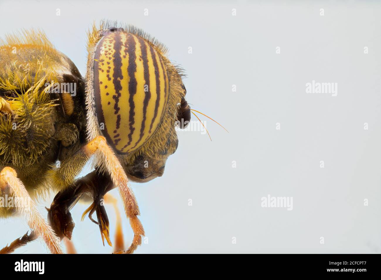 Closeup of magnified yellow striped eyes on head of exotic fly Stock ...