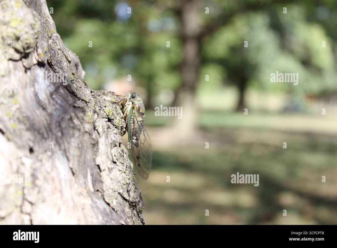 A mature cicada bug, Cicadoidea, Neotibicen linnei, climbing a tree in ...