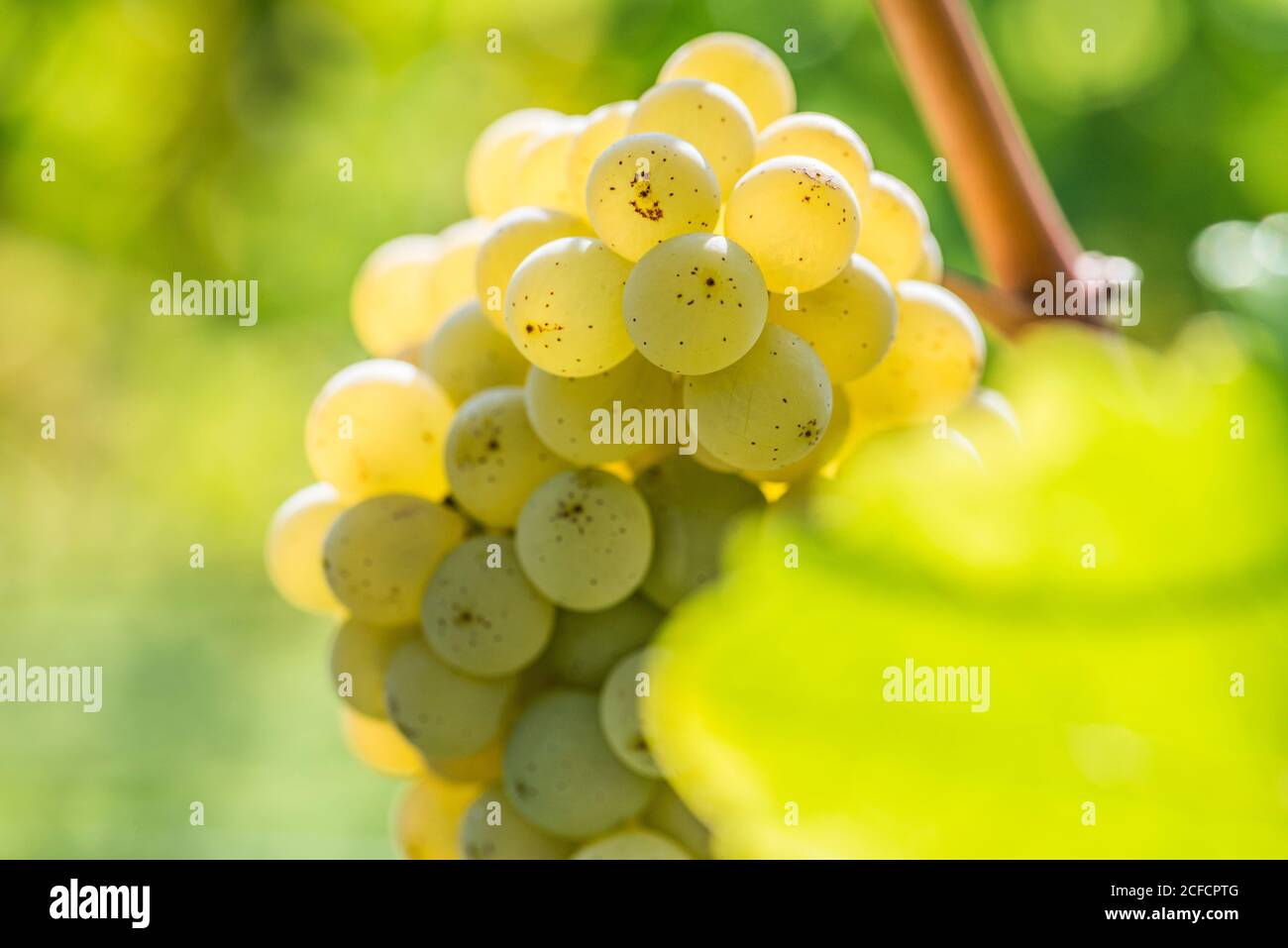 Italy, Trentino-South Tyrol, South Tyrol, Alto Adige, Etschtal, Terlan ...