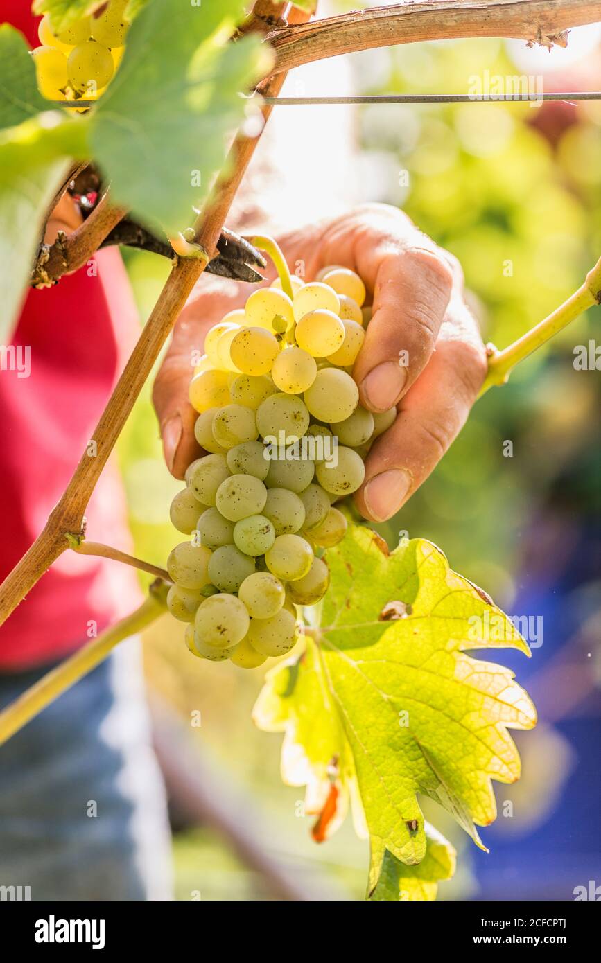 Italy, Trentino-South Tyrol, Alto Adige, Alto Adige, Etschtal, Terlan ...
