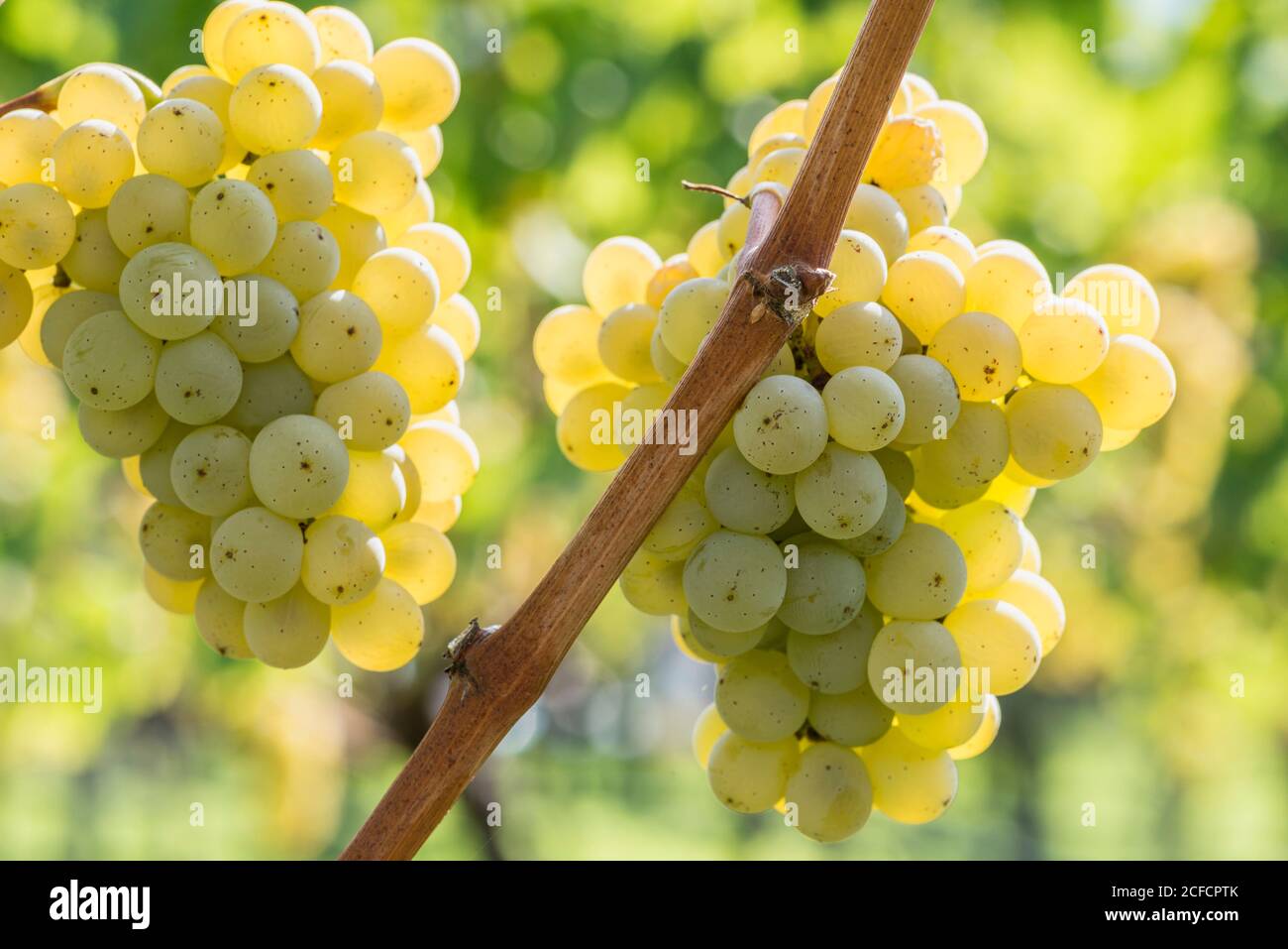 Italy, Trentino-South Tyrol, South Tyrol, Alto Adige, Etschtal, Terlan ...
