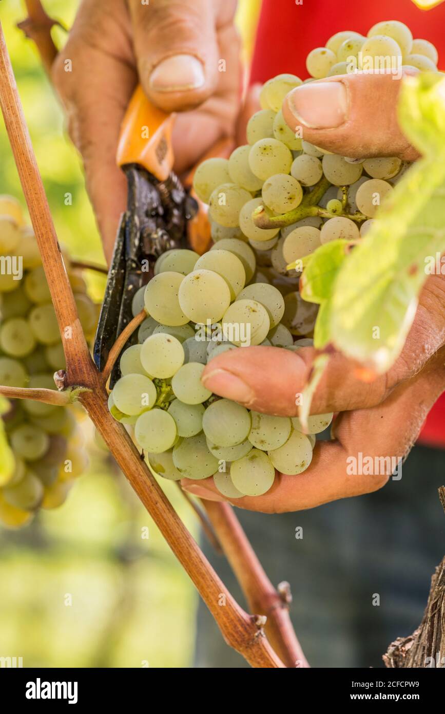 Italy, Trentino-South Tyrol, Alto Adige, Alto Adige, Etschtal, Terlan ...