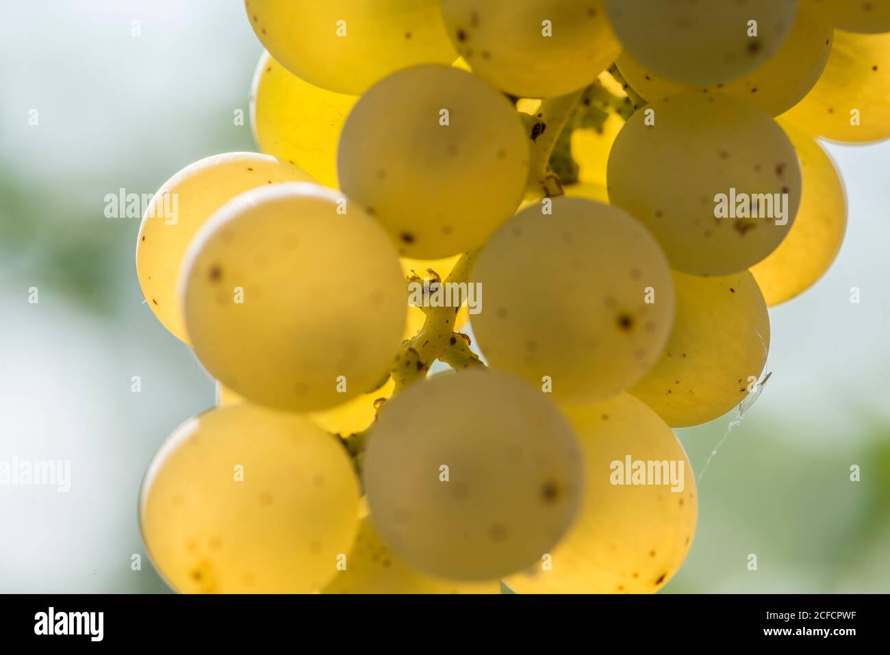 Italy, Trentino-South Tyrol, South Tyrol, Alto Adige, Etschtal, Terlan ...