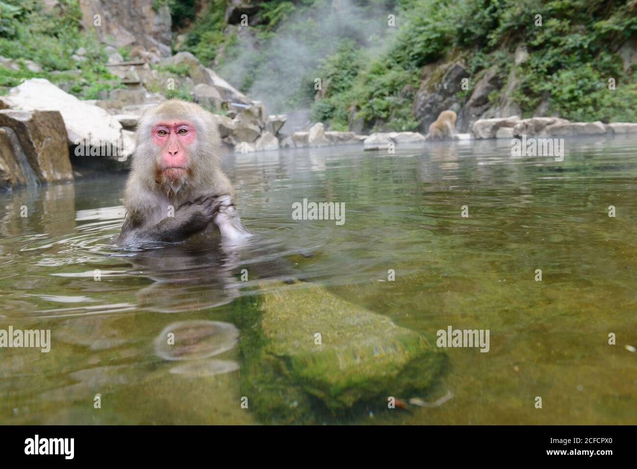 Cute monkey taking bath in pond Stock Photo - Alamy