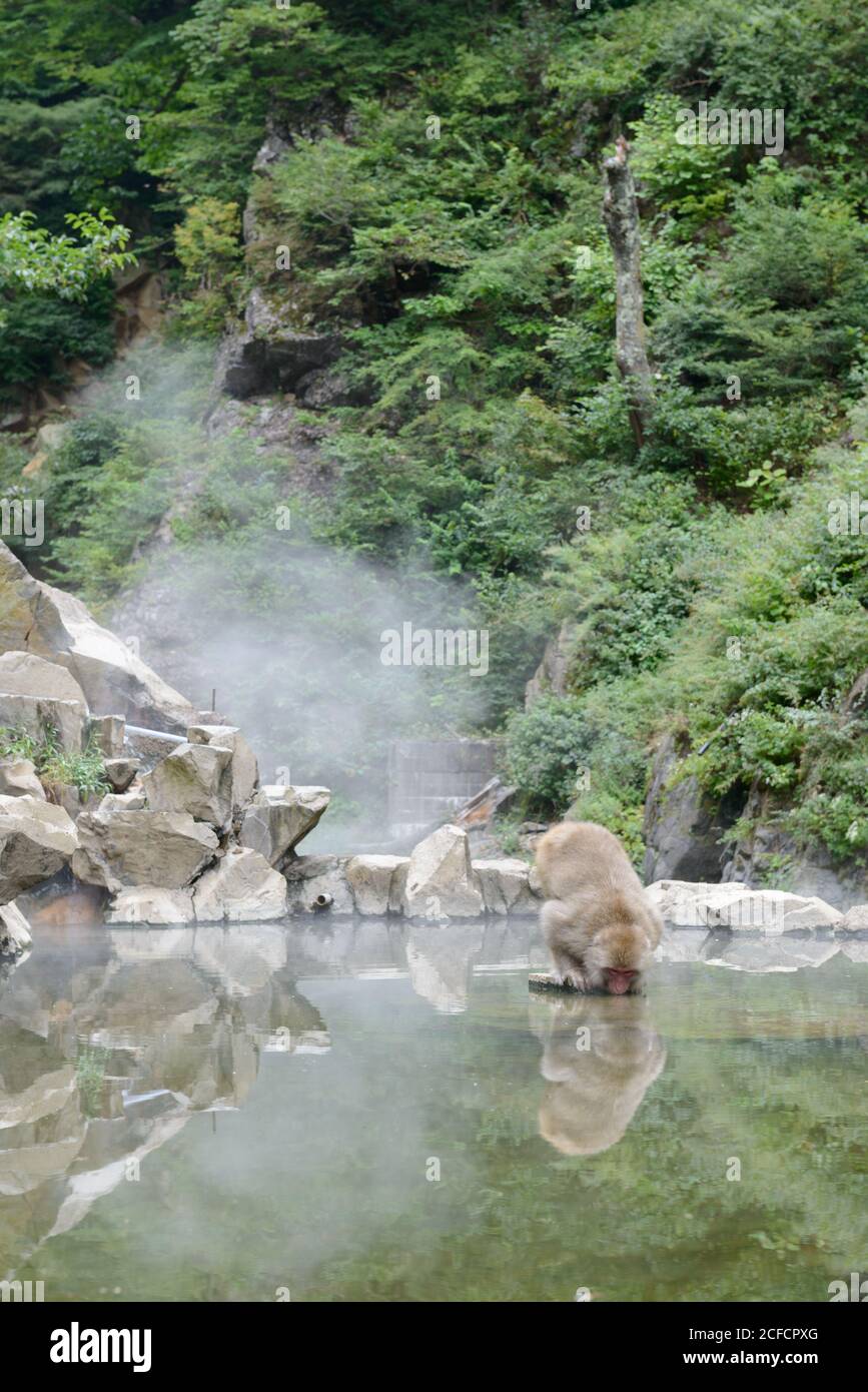 Cute monkey taking bath in pond Stock Photo - Alamy