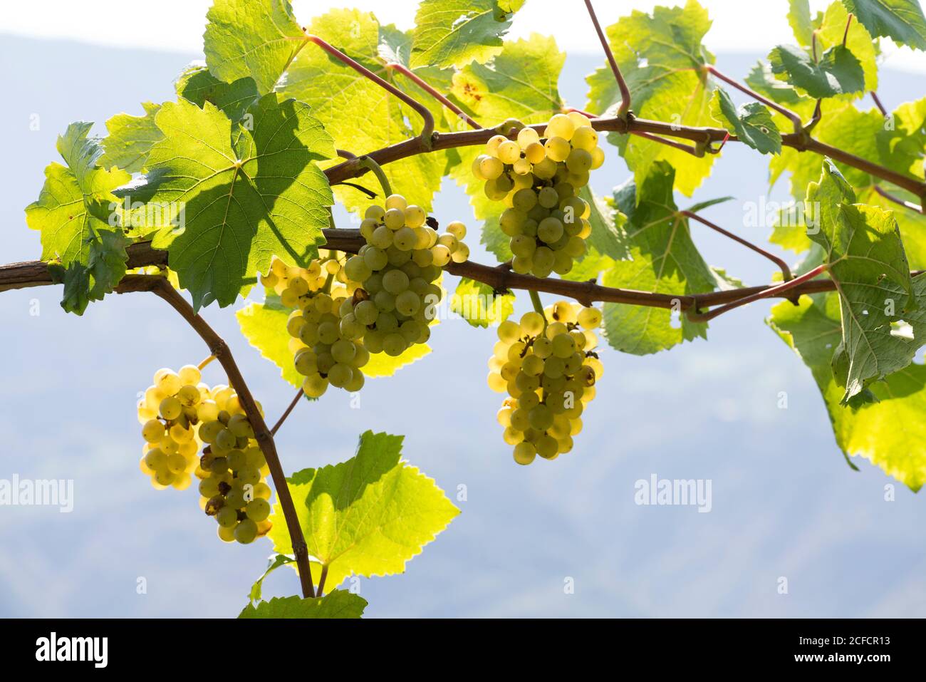 Italy, Trentino-South Tyrol, Alto Adige, Alto Adige, Etschtal, Terlan ...