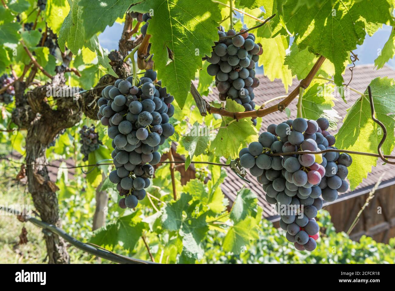 Italy, Trentino-South Tyrol, South Tyrol, Alto Adige, Etschtal, Terlan ...
