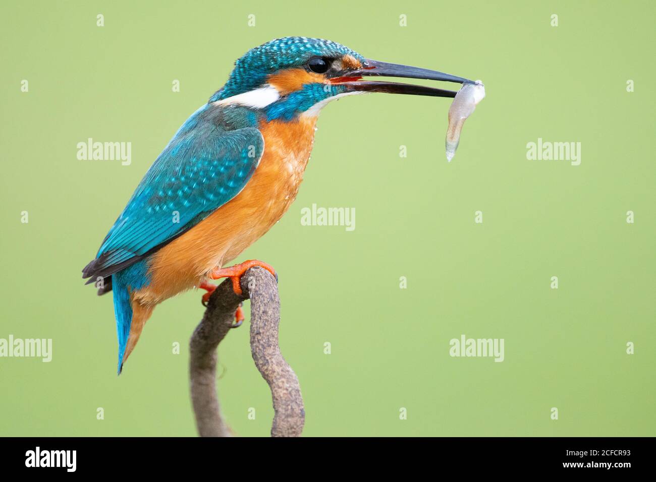 Colorful Kingfisher with long black beak Stock Photo - Alamy