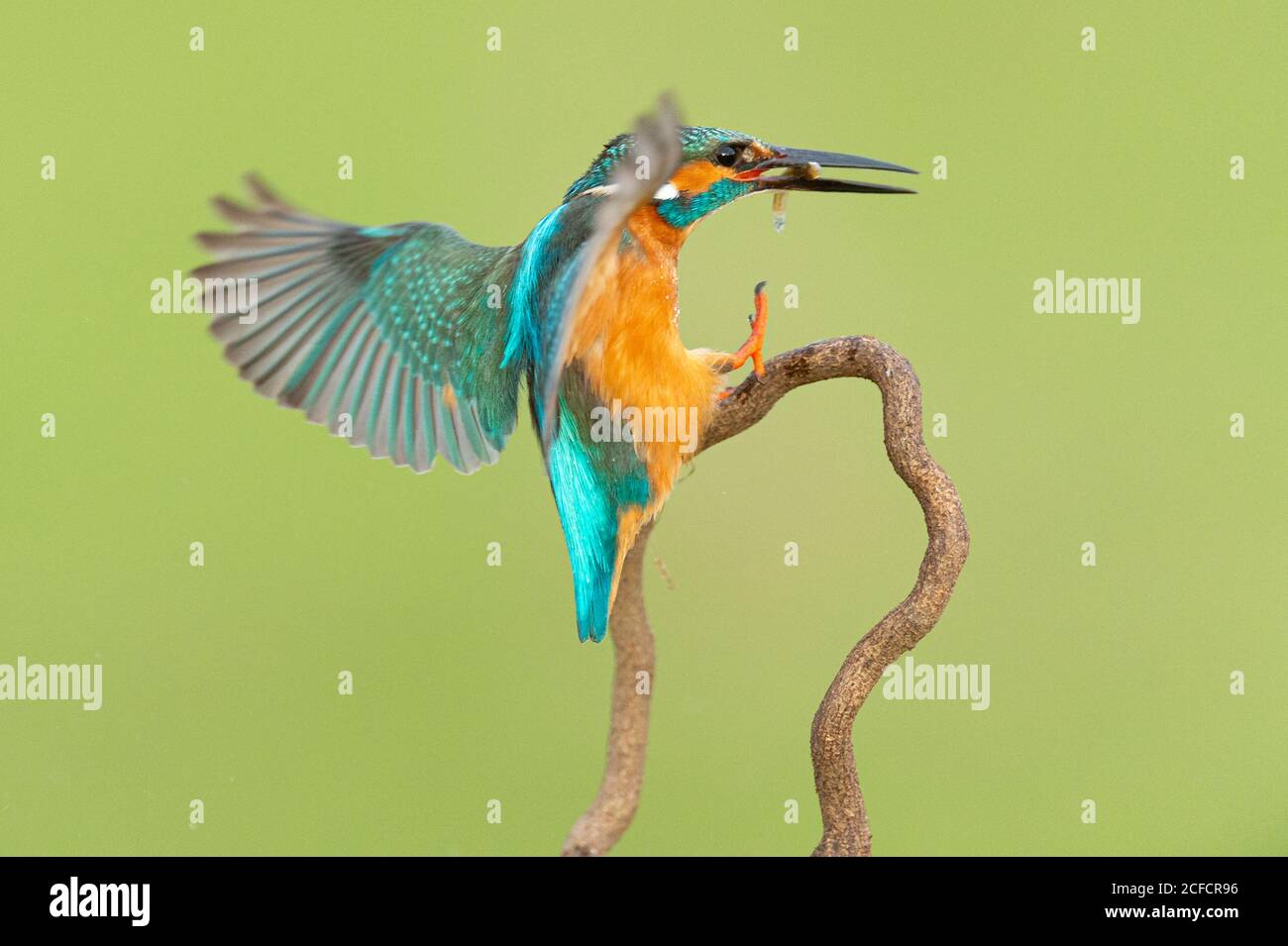 Long Black Beak High Resolution Stock Photography and Images - Alamy