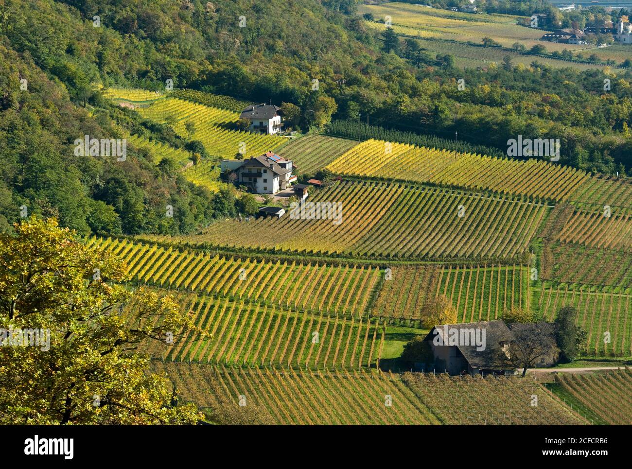 Italy, Trentino-South Tyrol, Alto Adige, Alto Adige, Terlan / Terlano ...