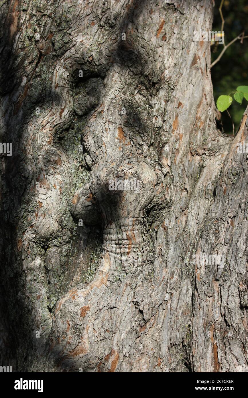 An old gnarly tree in the bright sunshine Stock Photo - Alamy