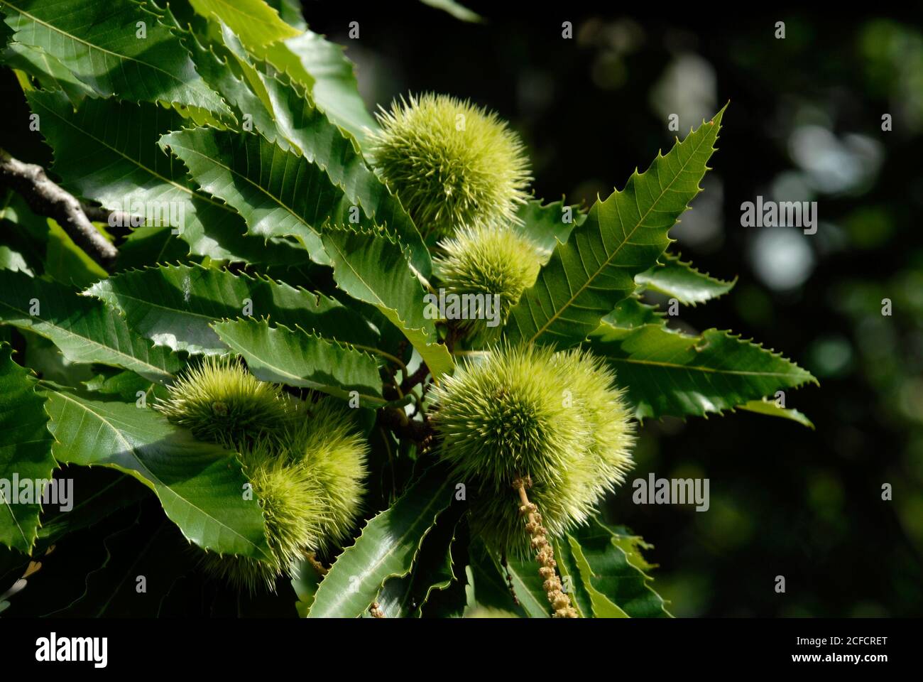 Chestnut monigel hi-res stock photography and images - Alamy