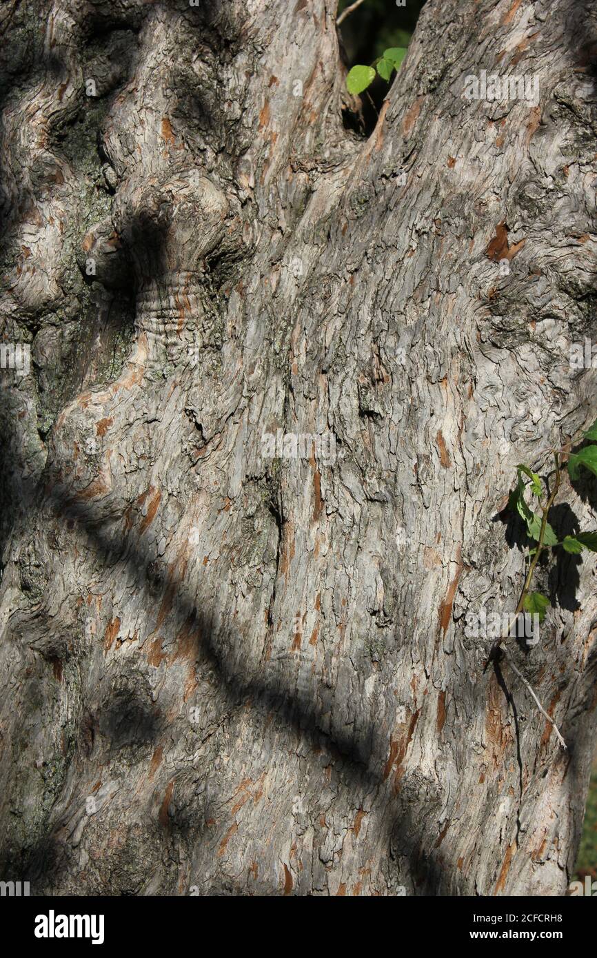 An old gnarly tree in the bright sunshine Stock Photo - Alamy