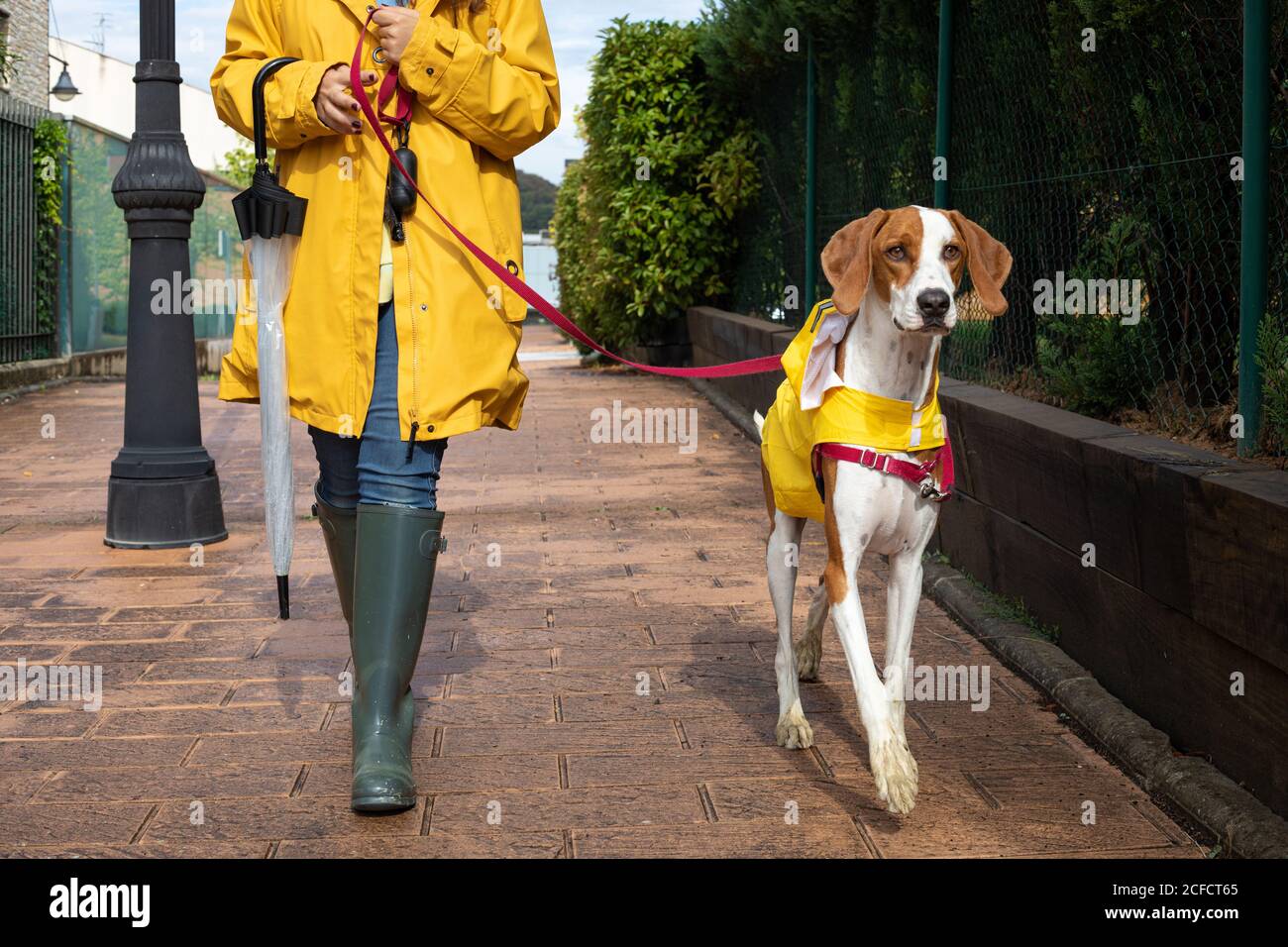 Crop unrecognizable Woman in yellow jacket with hood and rubber boots ...