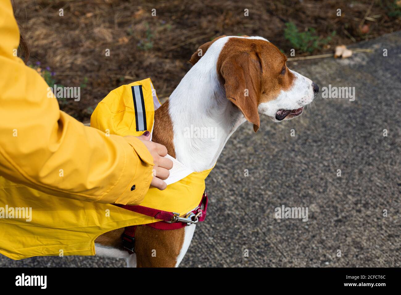 English Pointer High Resolution Stock Photography and Images - Alamy