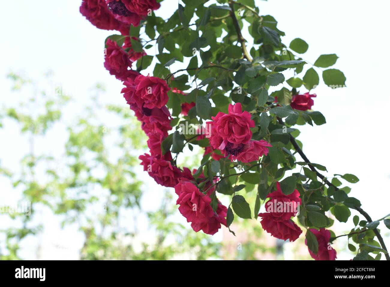Dark pink roses bloom over sidewalk. Half fallen at late summer Stock ...