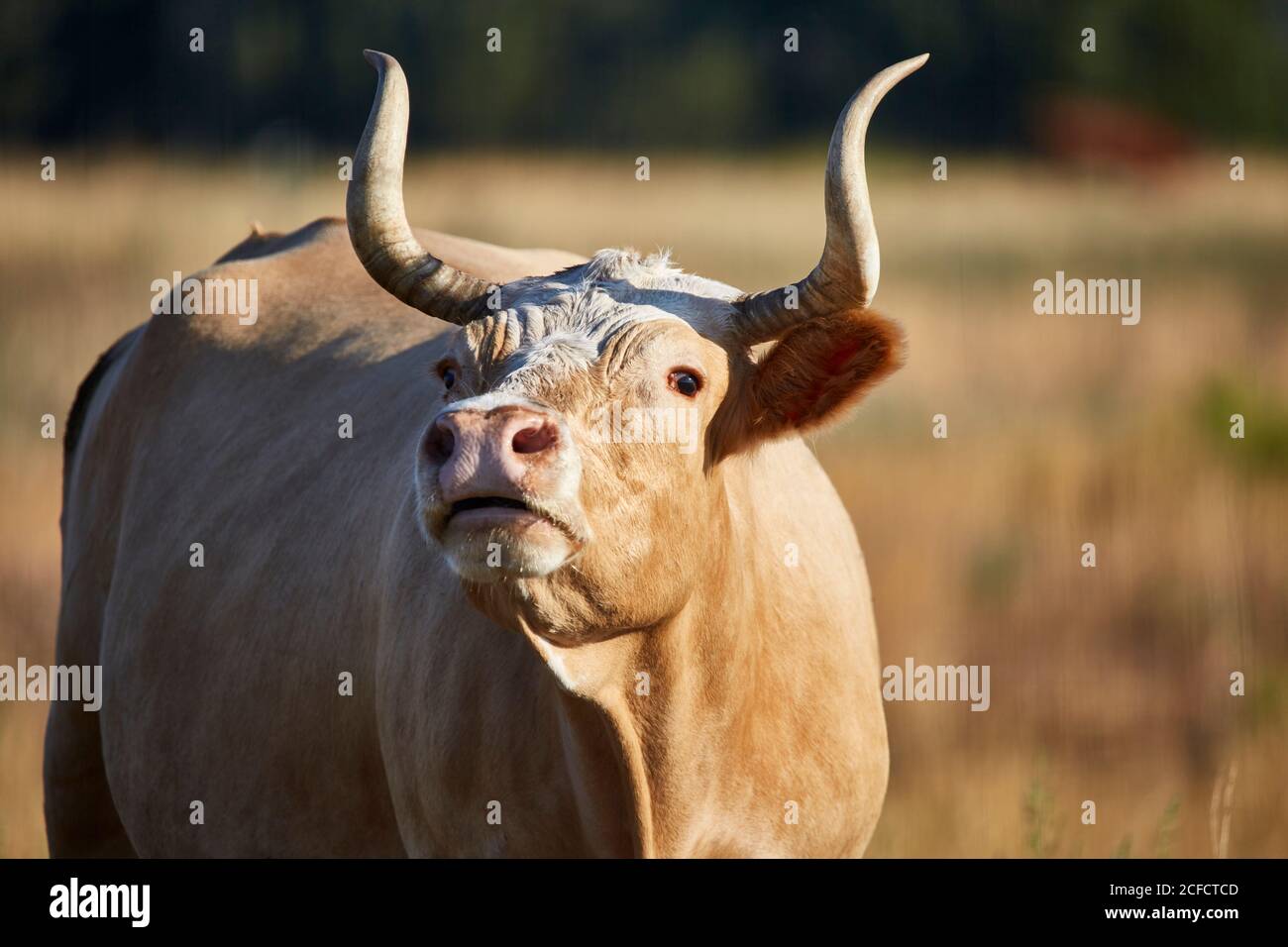 close up of a female Criollo cow raising her head preparing to moo with ...