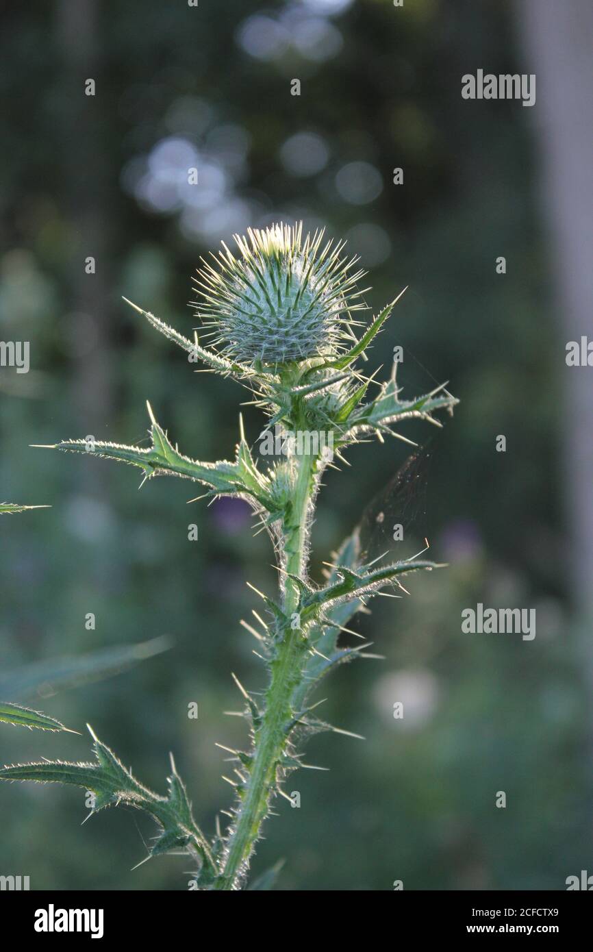 Natural wonders of the common milk thistle Stock Photo - Alamy