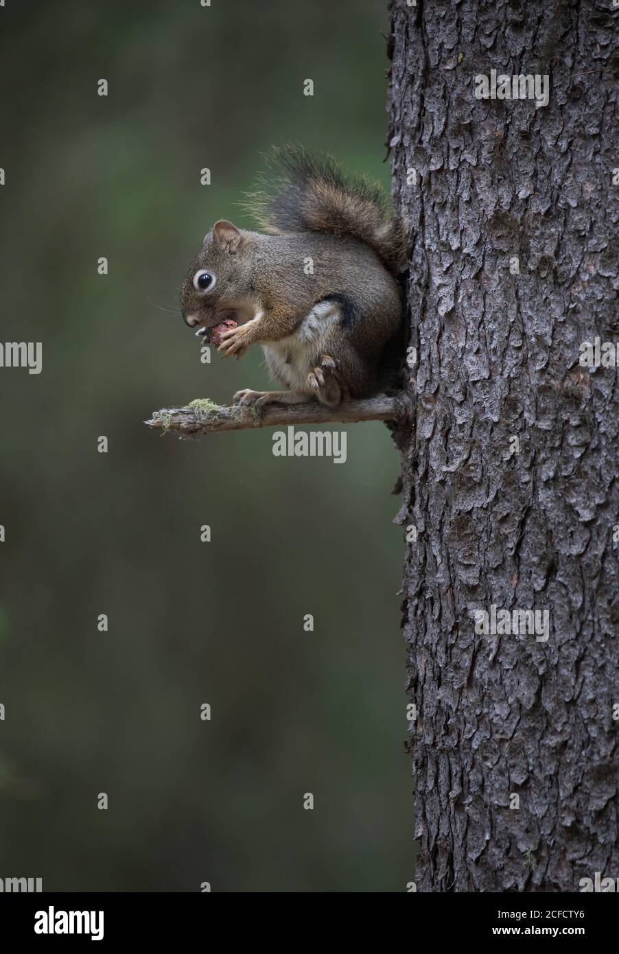 Adorable furry squirrel hanging from tree trunk in a forest eating ...