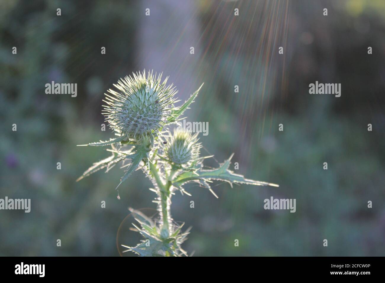 Natural wonders of the common milk thistle Stock Photo - Alamy