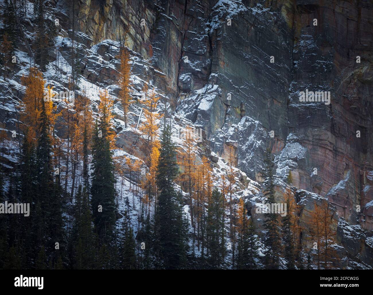 Snow Covered Canadian Forest High Resolution Stock Photography and ...