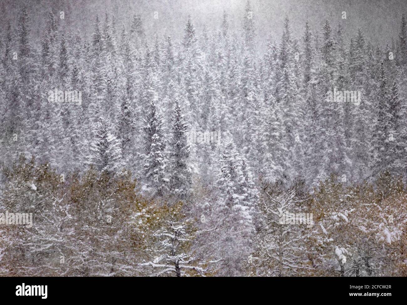 Canadian coniferous forest hi-res stock photography and images - Alamy