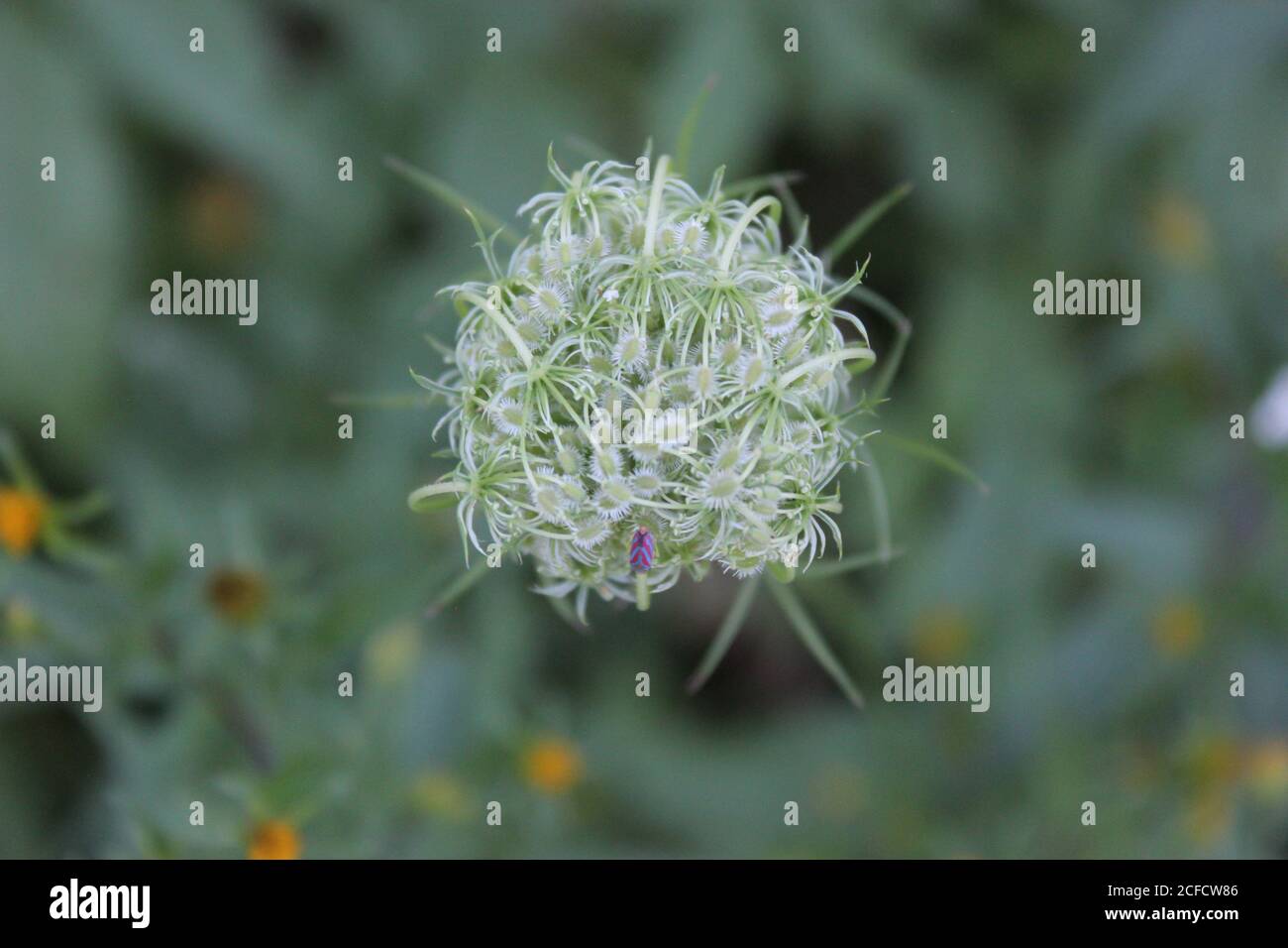 Natural wonders of the Queen Anne's Lace wildflower Stock Photo - Alamy