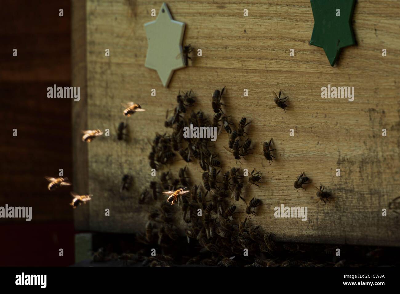 Everyday life of beekeeper flying the bees to the beehive hi-res stock ...